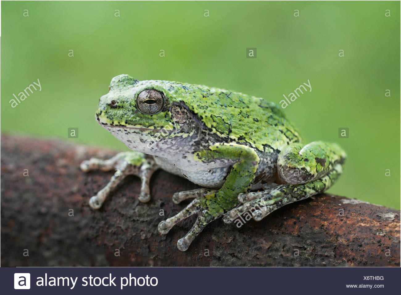 Hyla Versicolor High Resolution Stock Photography and Images - Alamy