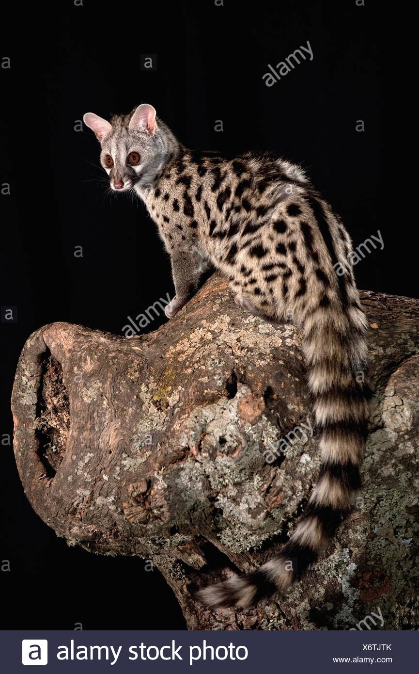 Genetta Genetta Spain High Resolution Stock Photography and Images - Alamy