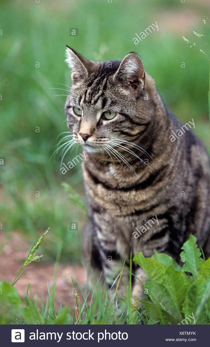 Castrated Male High Resolution Stock Photography and Images - Alamy