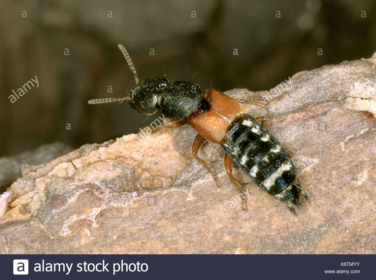 Rove Beetle Stock Photos & Rove Beetle Stock Images - Alamy