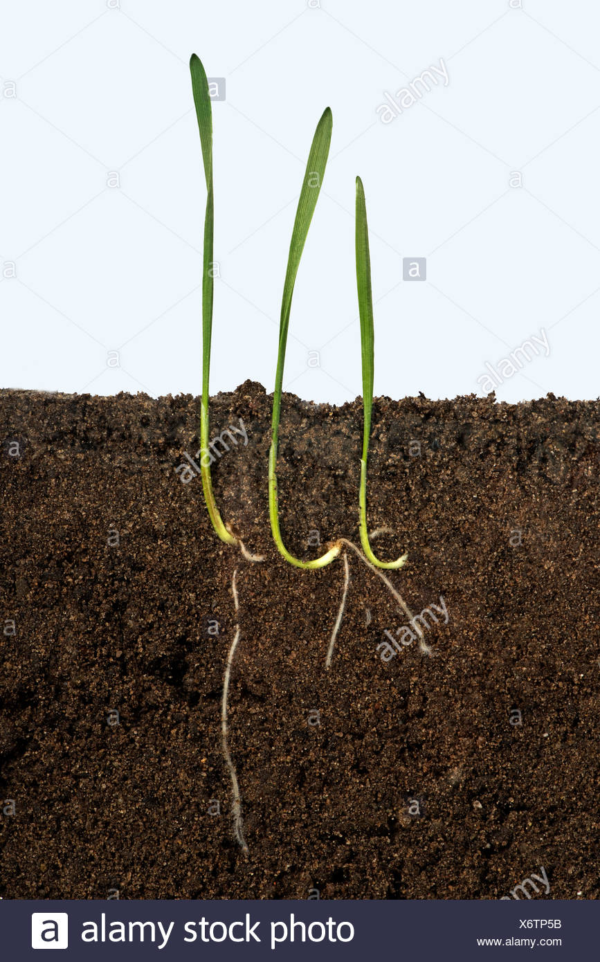 Seed Stage High Resolution Stock Photography and Images - Alamy