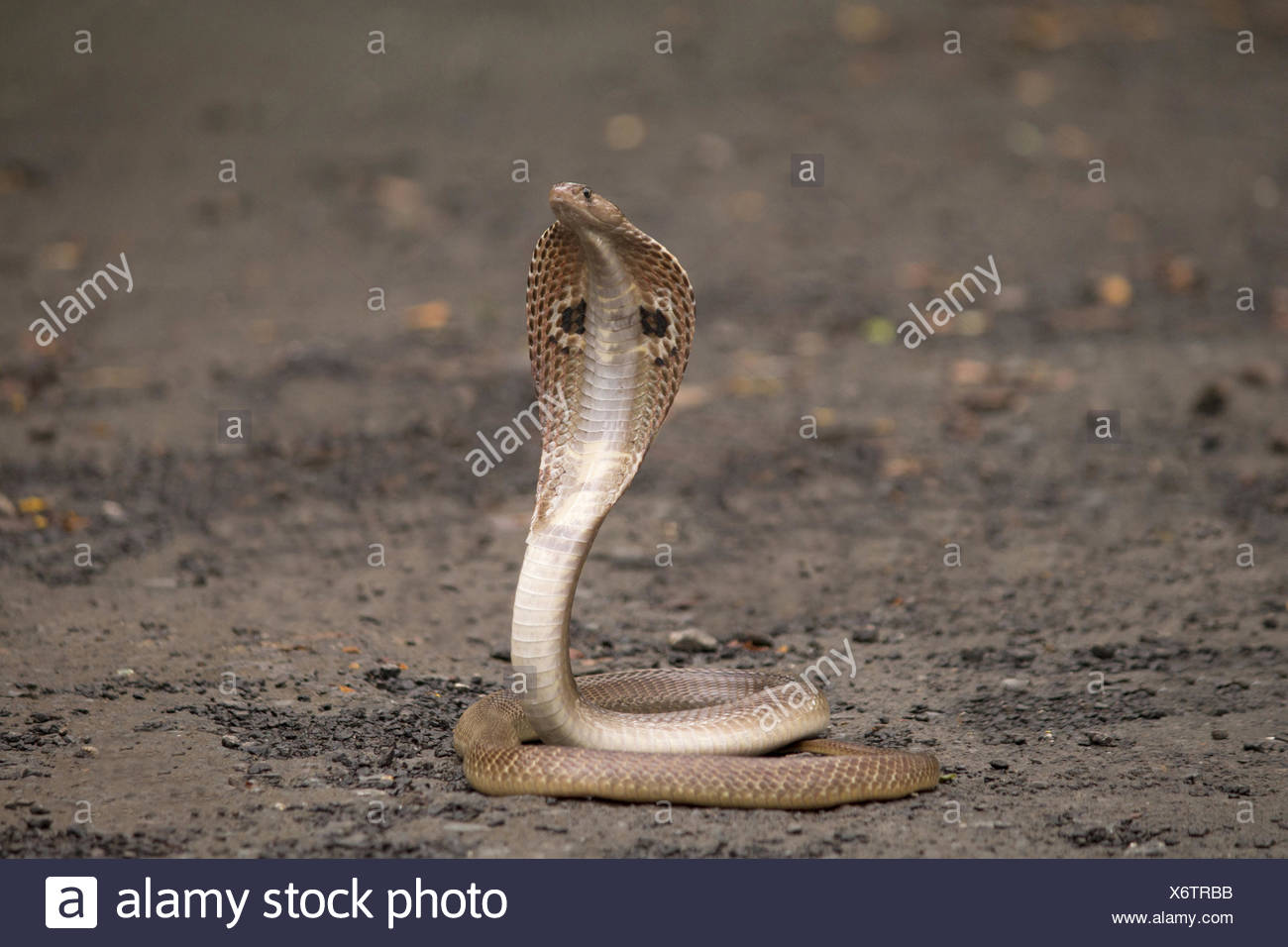 Indian Cobra Bite High Resolution Stock Photography and Images - Alamy