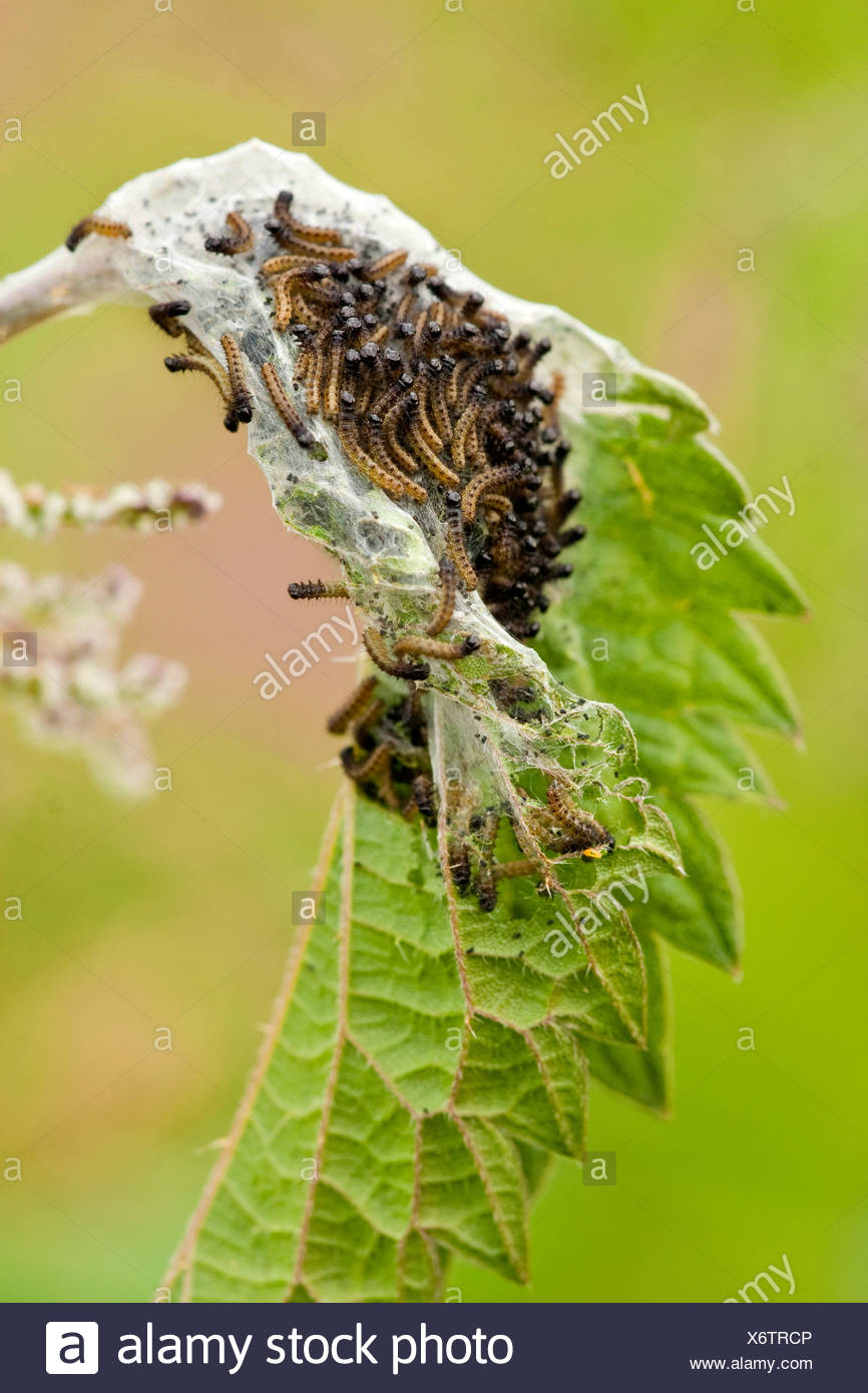 Moth Nests High Resolution Stock Photography and Images - Alamy