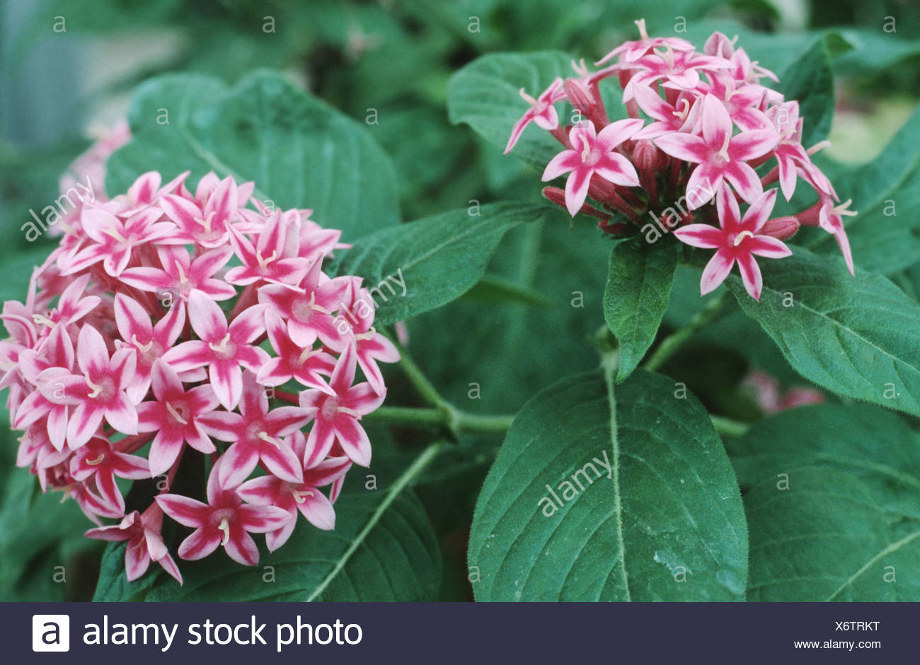 Egyptian Star Cluster High Resolution Stock Photography and Images - Alamy