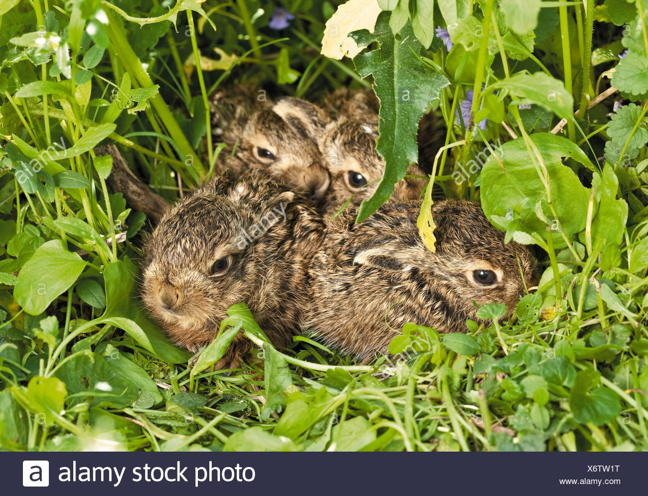 Two Leverets High Resolution Stock Photography and Images - Alamy