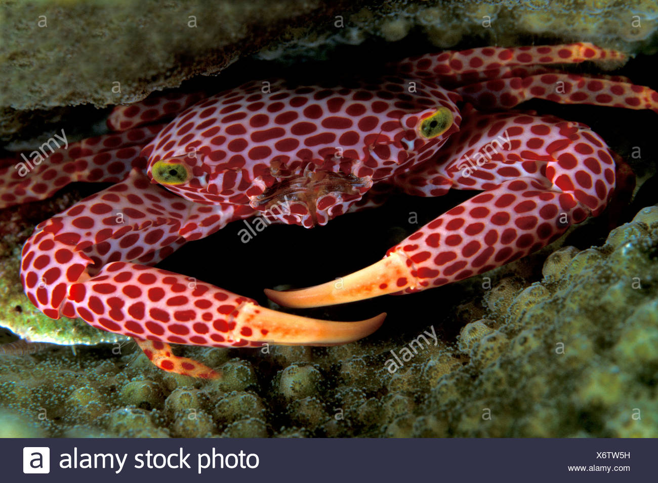 Trapezia Stock Photos & Trapezia Stock Images - Alamy