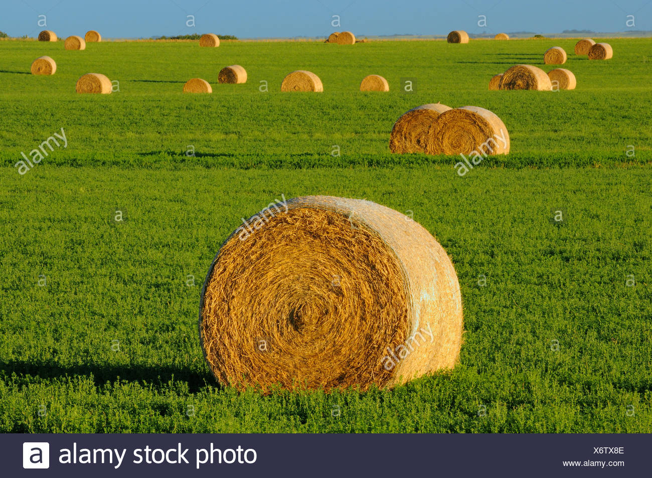 Alfalfa Hay Field High Resolution Stock Photography and Images - Alamy
