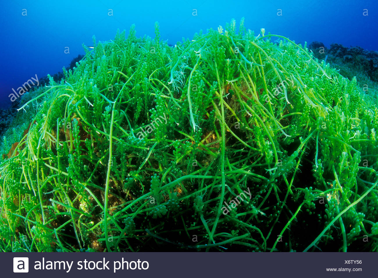 Caulerpa High Resolution Stock Photography and Images - Alamy