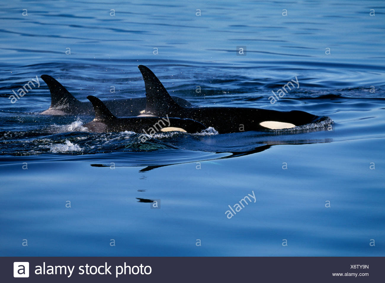 Orca Pod Stock Photos & Orca Pod Stock Images - Alamy