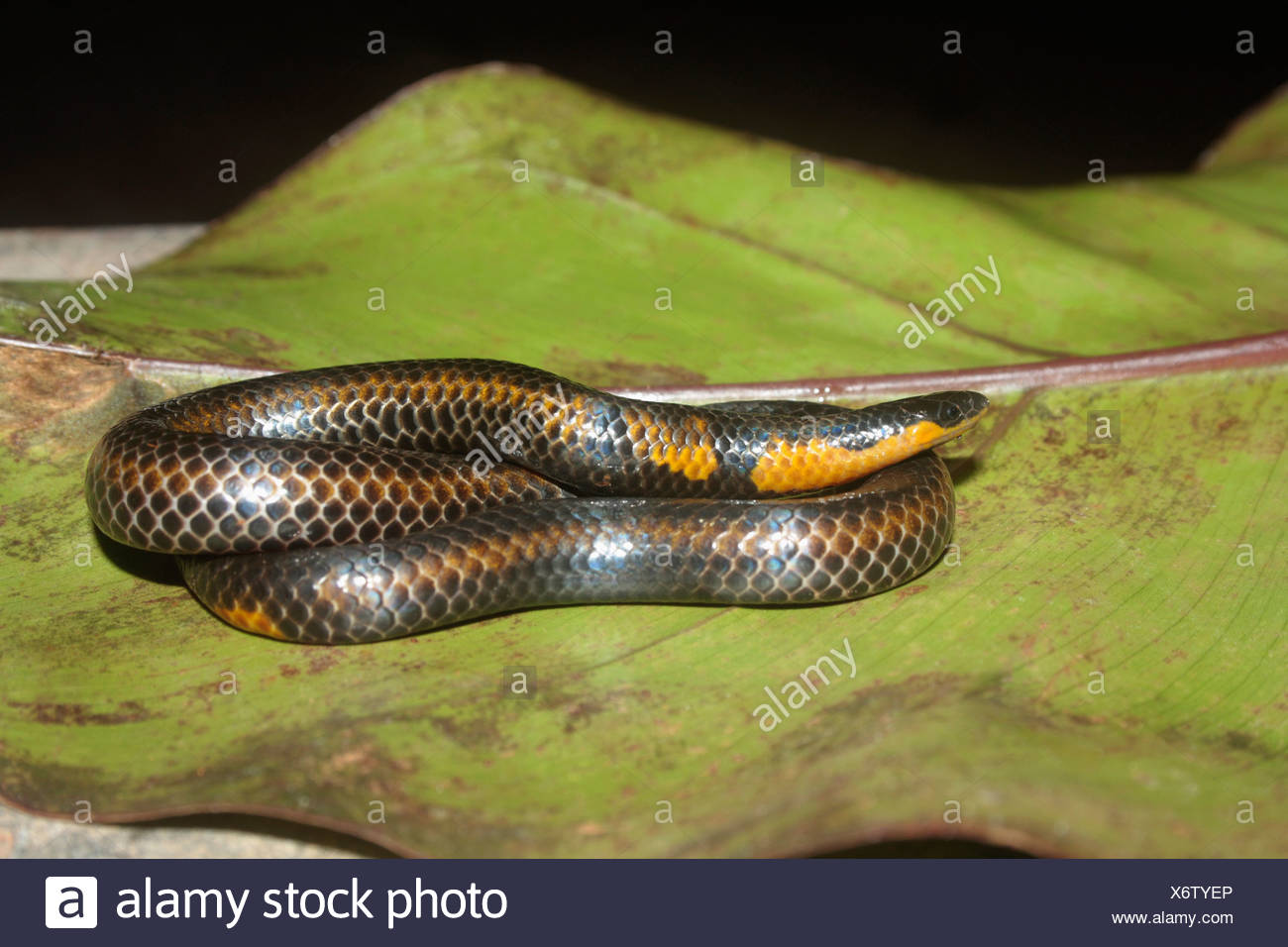 Shield Tailed Snake High Resolution Stock Photography and Images - Alamy