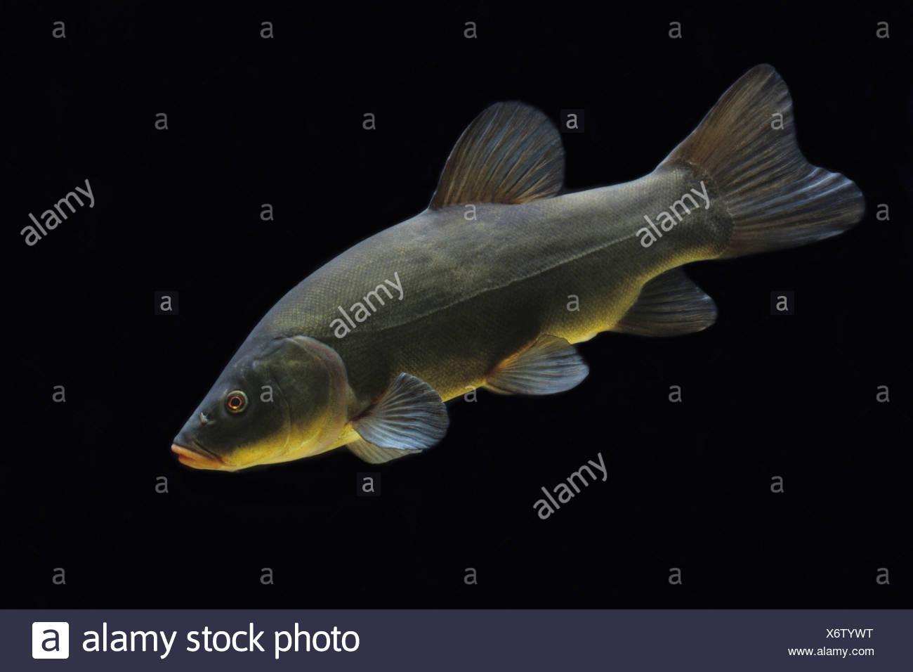 Tench Tinca Tinca Stock Photos & Tench Tinca Tinca Stock Images - Alamy