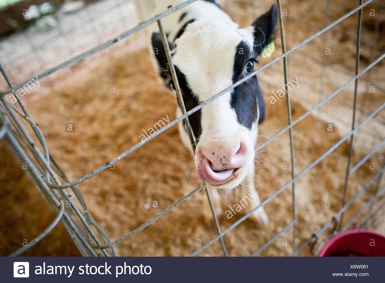 Cow Licking Nose High Resolution Stock Photography and Images - Alamy