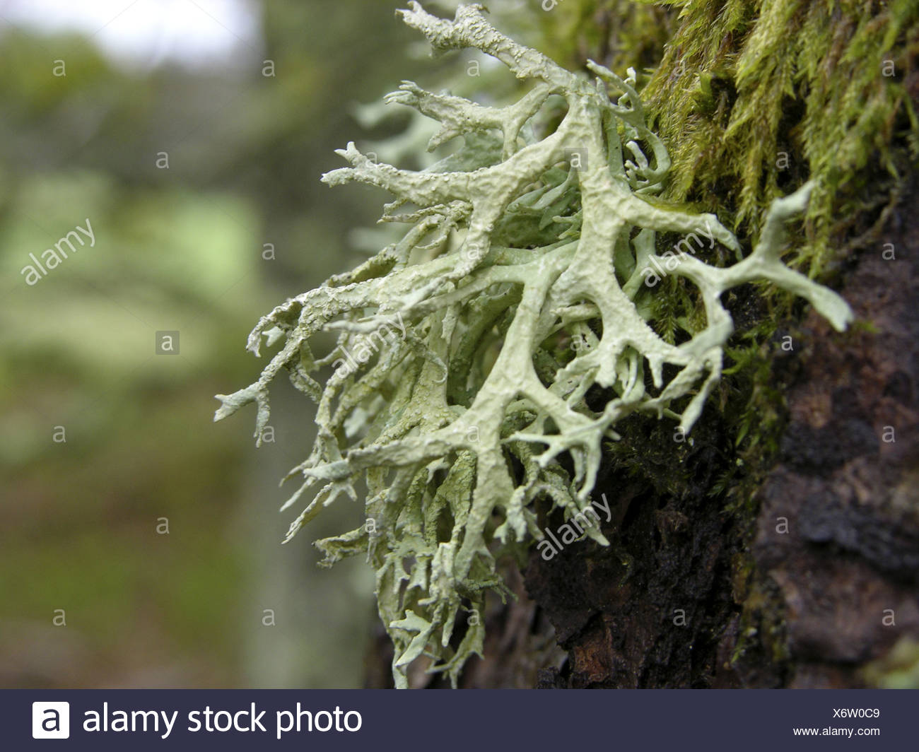 Fruticose Lichens Lichen Stock Photos & Fruticose Lichens Lichen Stock ...