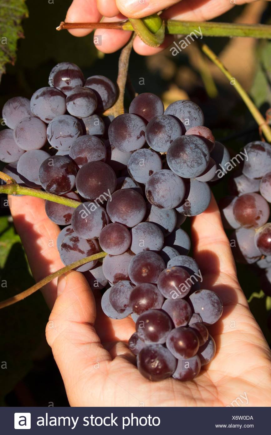 Early Fruit Stock Photos & Early Fruit Stock Images - Alamy