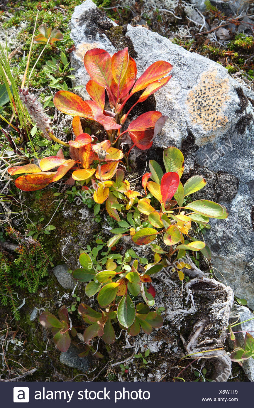 Willow Alaska High Resolution Stock Photography and Images - Alamy