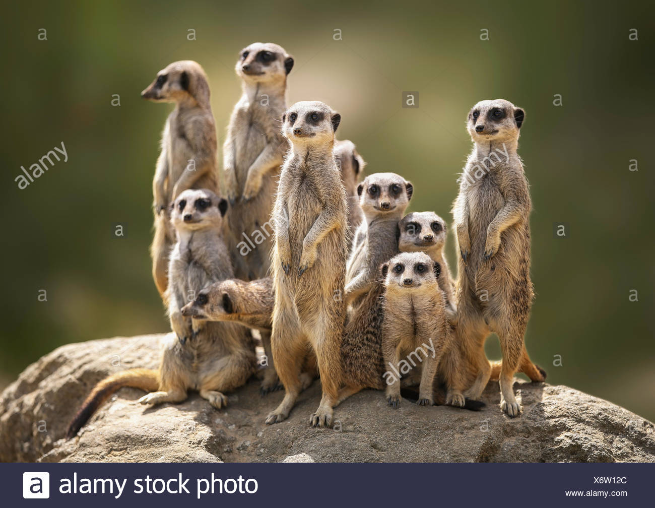 Animal Meerkat High Resolution Stock Photography and Images - Alamy