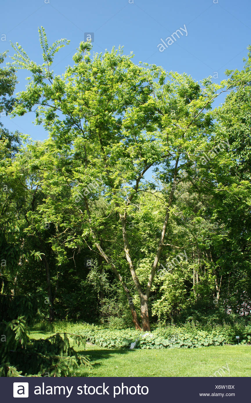 Lote Tree Stock Photos & Lote Tree Stock Images - Alamy