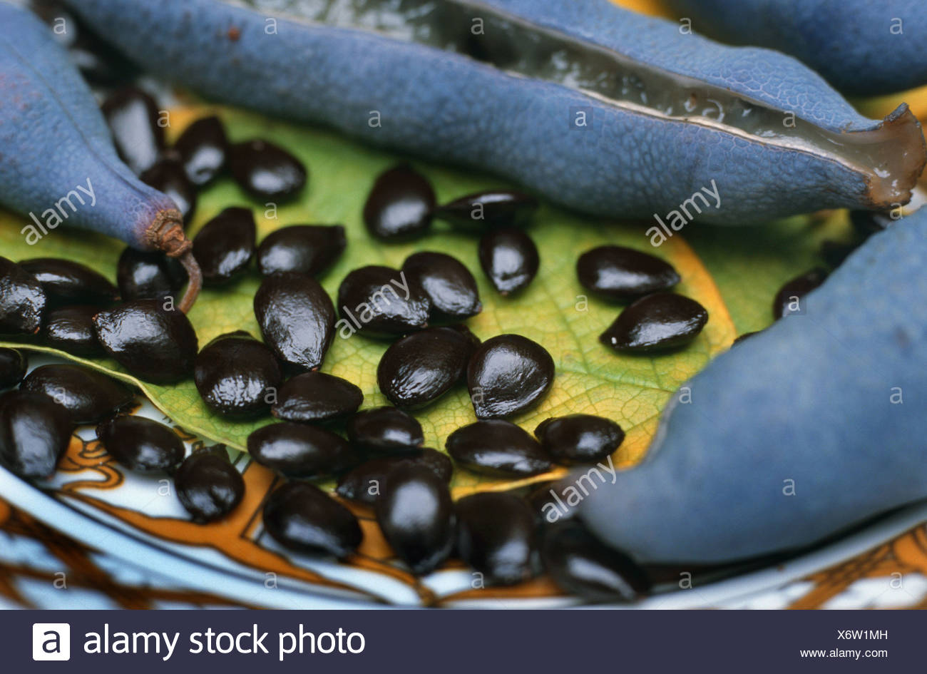 Dead Mans Fingers Decaisnea Fargesii High Resolution Stock Photography ...