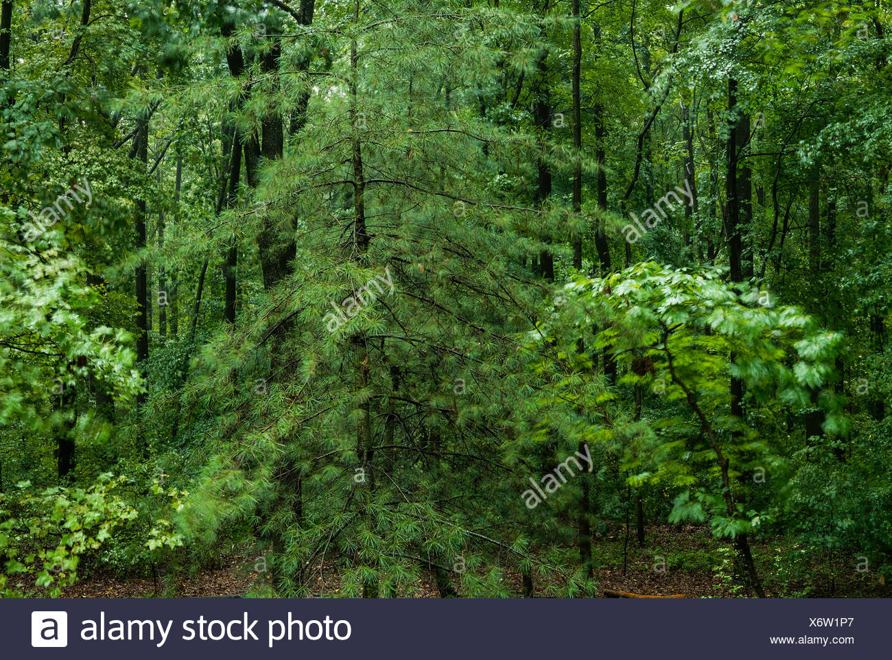 Windy Trees Blowing High Resolution Stock Photography and Images - Alamy