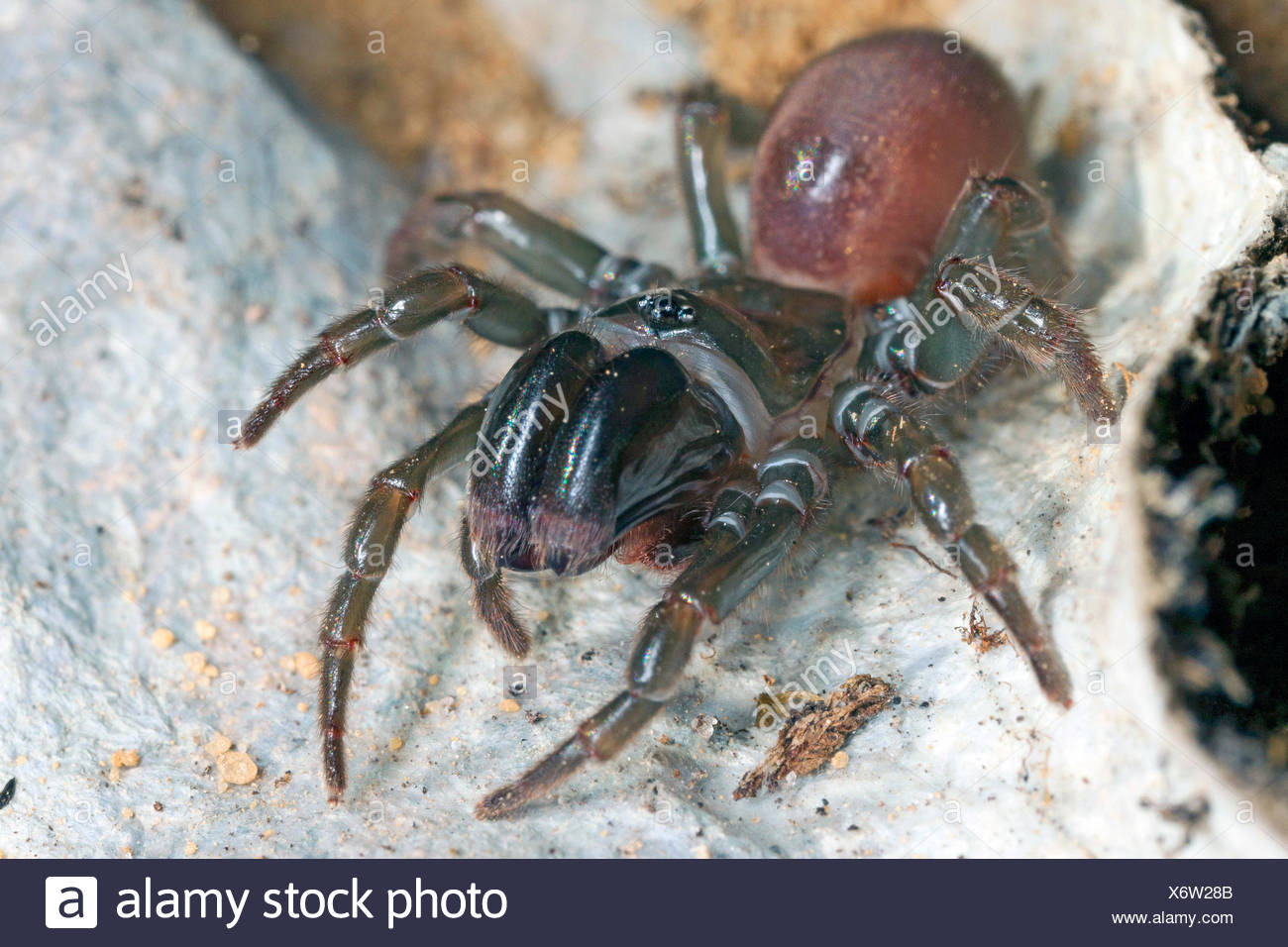 Atypical Tarantulas High Resolution Stock Photography and Images - Alamy
