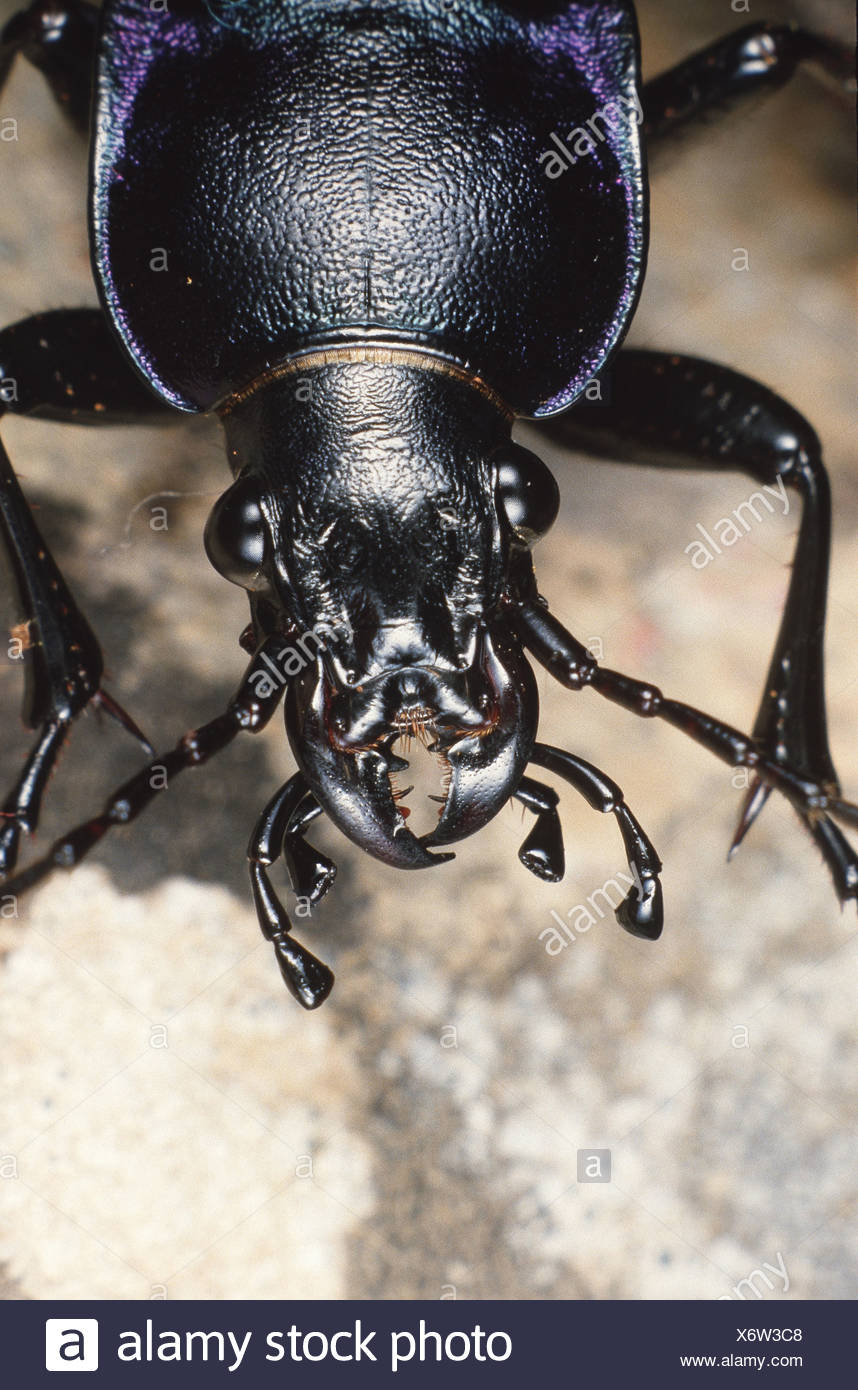 Beetle Carabus Violaceus Stock Photos & Beetle Carabus Violaceus Stock ...