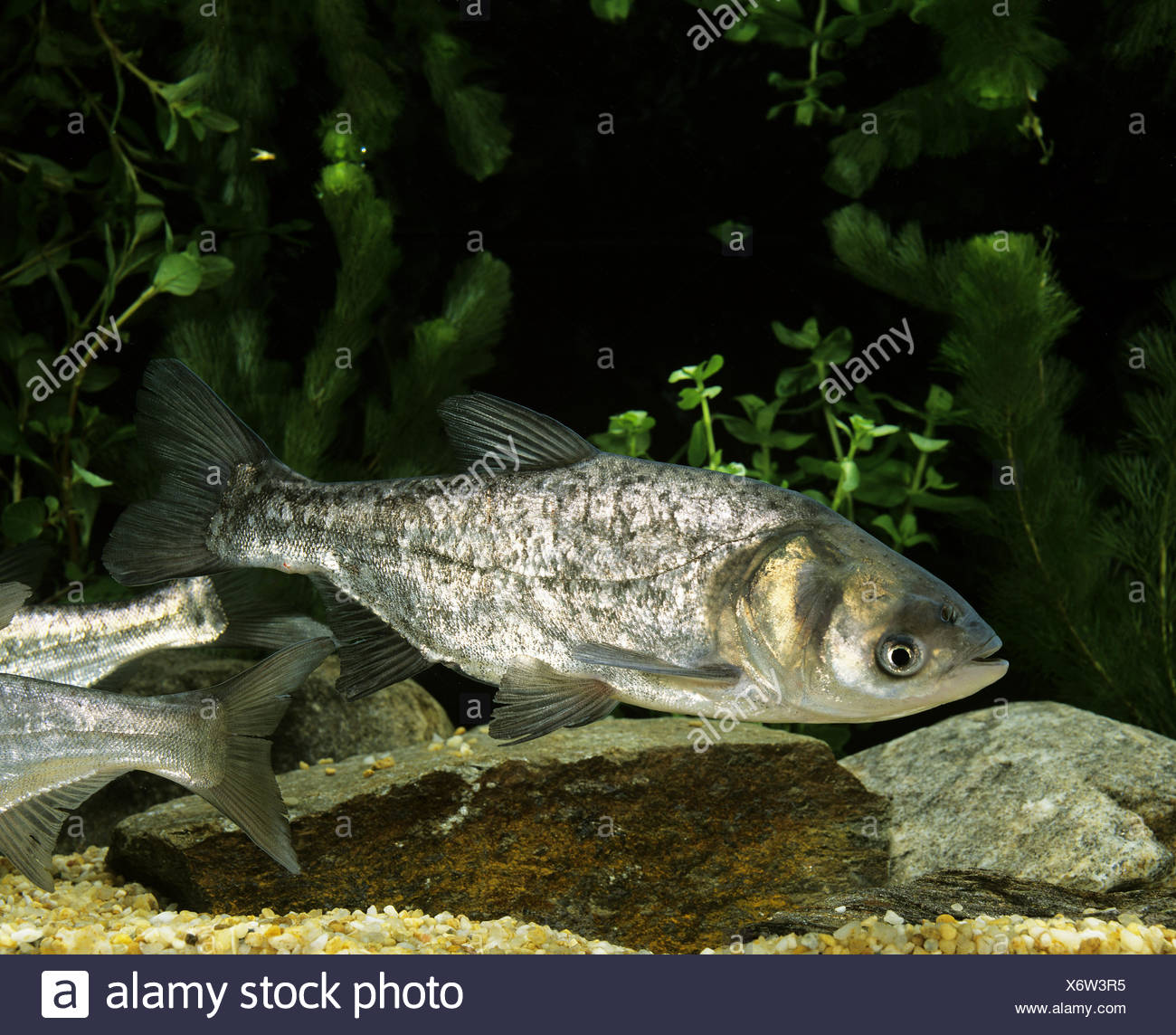 Molitrix High Resolution Stock Photography and Images - Alamy