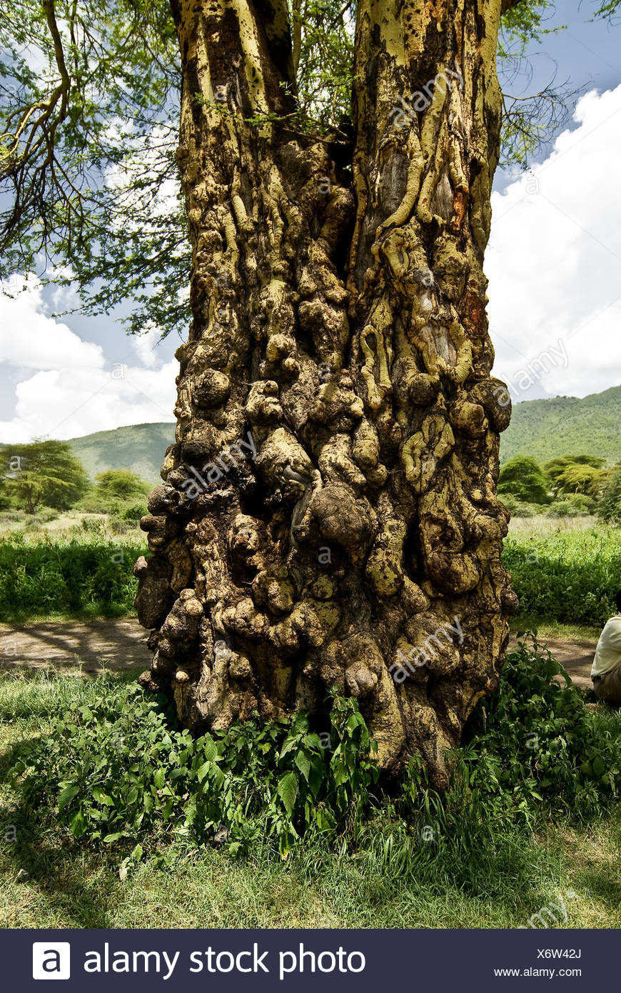 Fever Tree High Resolution Stock Photography and Images - Alamy