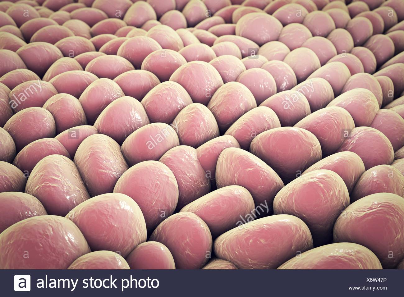 Mucous Cell High Resolution Stock Photography and Images - Alamy