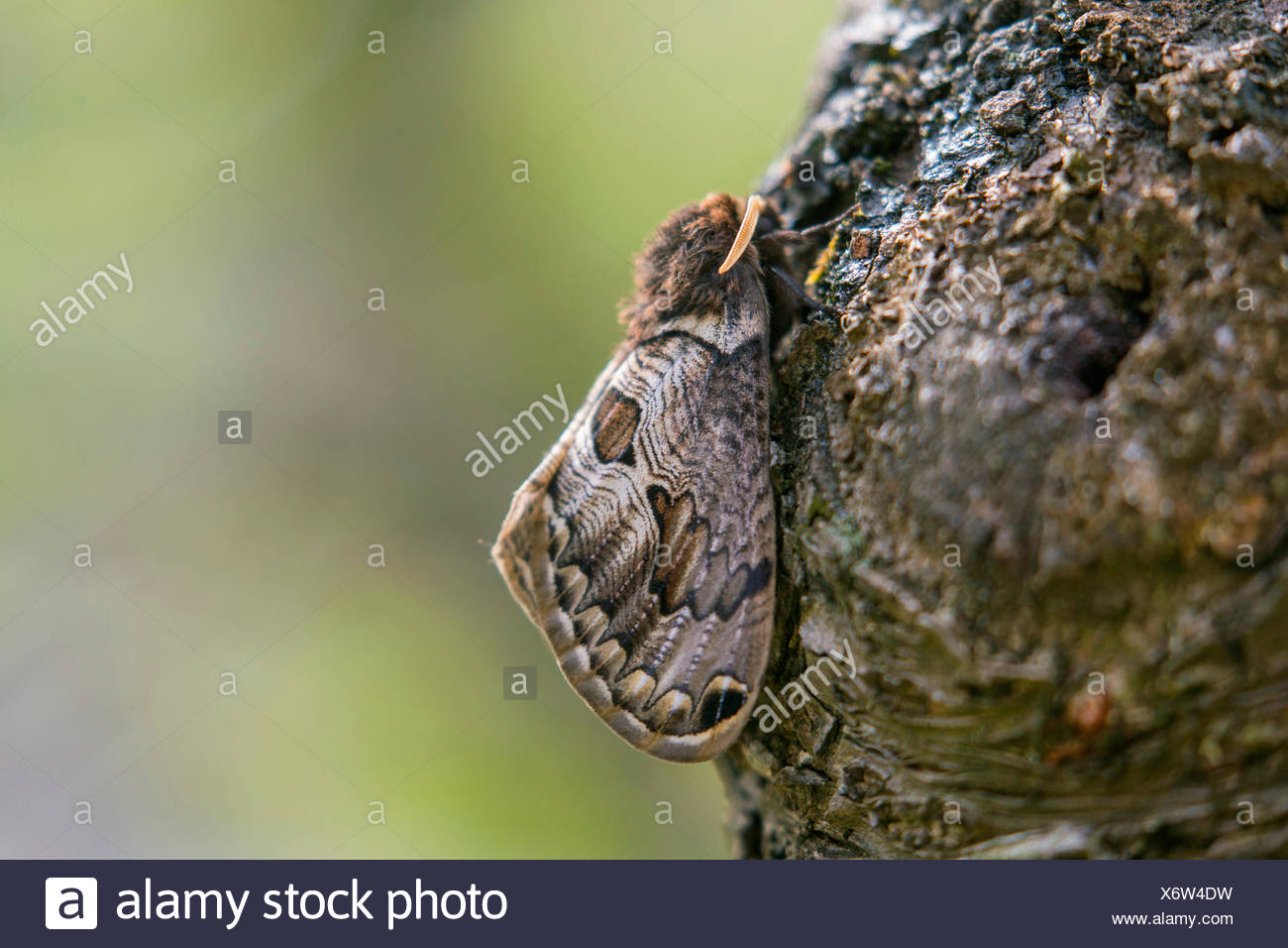 Brahmin Moths High Resolution Stock Photography and Images - Alamy