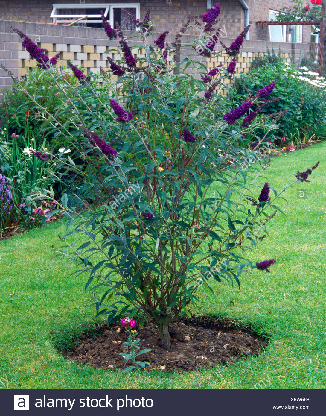 Buddleja Davidii Black Knight High Resolution Stock Photography and ...