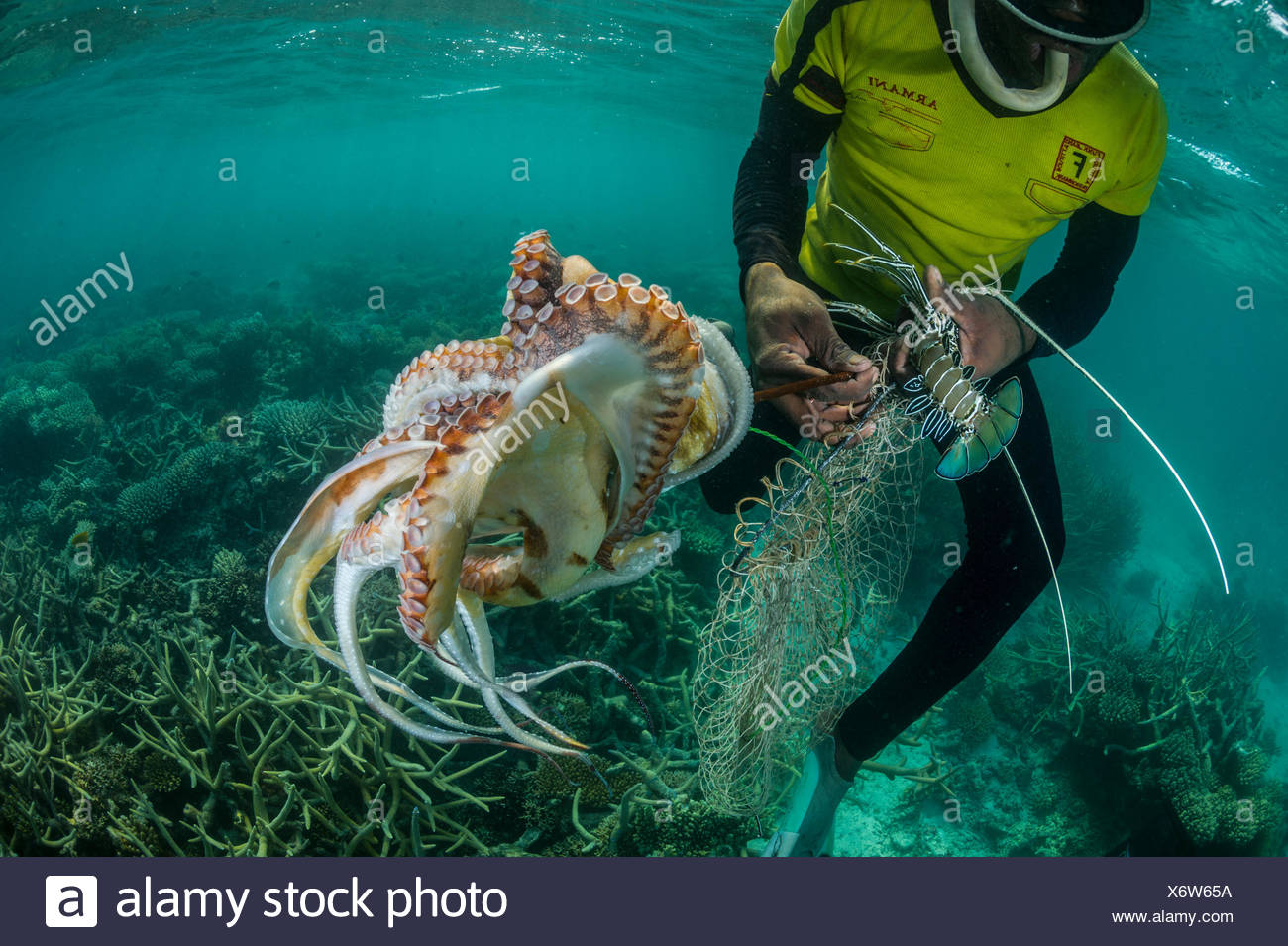 Dead Octopus Stock Photos & Dead Octopus Stock Images - Alamy