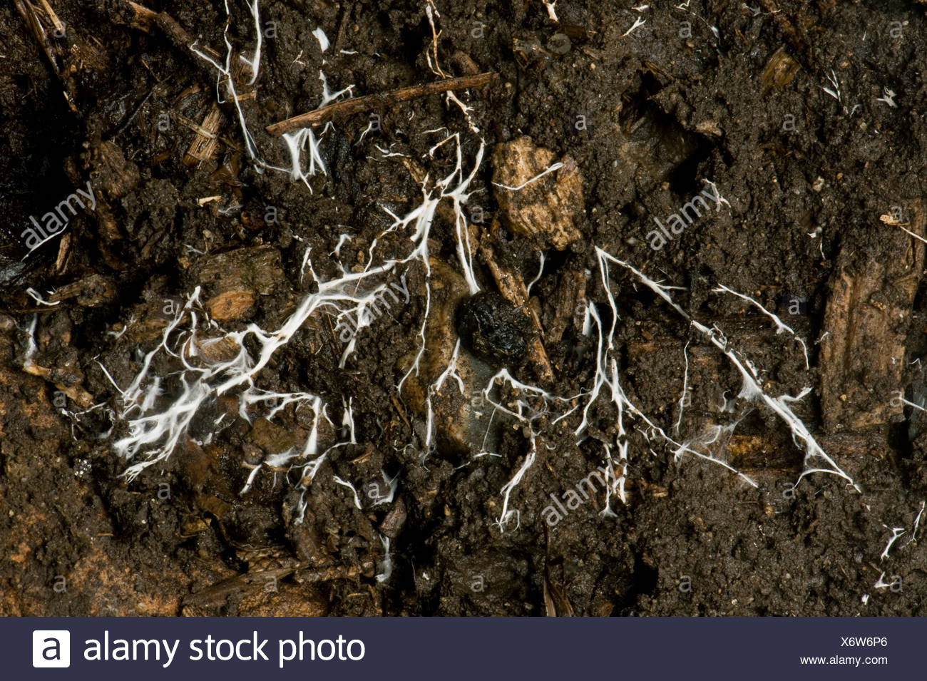 Mycelium High Resolution Stock Photography and Images - Alamy