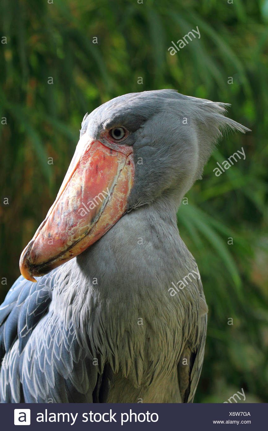 Grey Stork High Resolution Stock Photography and Images - Alamy