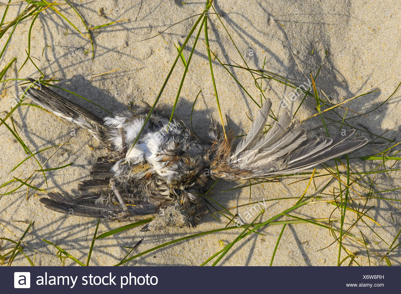Animal Corpses Stock Photos & Animal Corpses Stock Images - Alamy