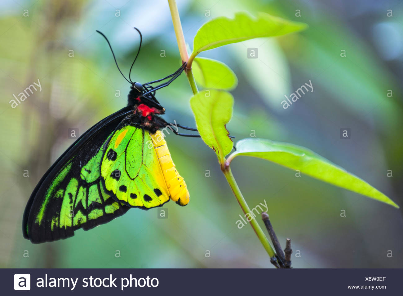 Samson Goliath High Resolution Stock Photography and Images - Alamy