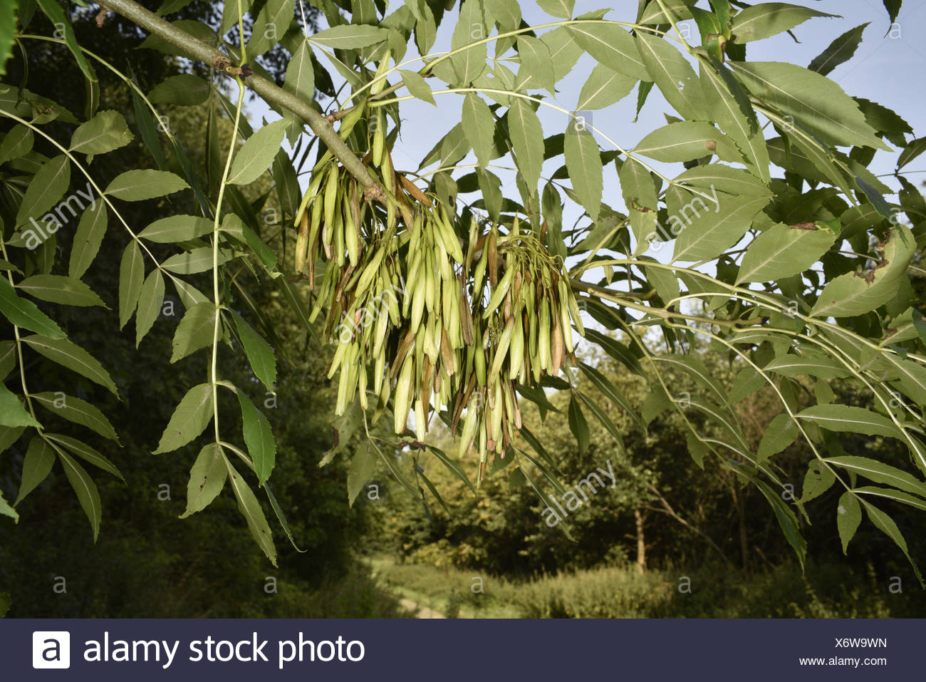 Ash Tree Seeds High Resolution Stock Photography and Images - Alamy