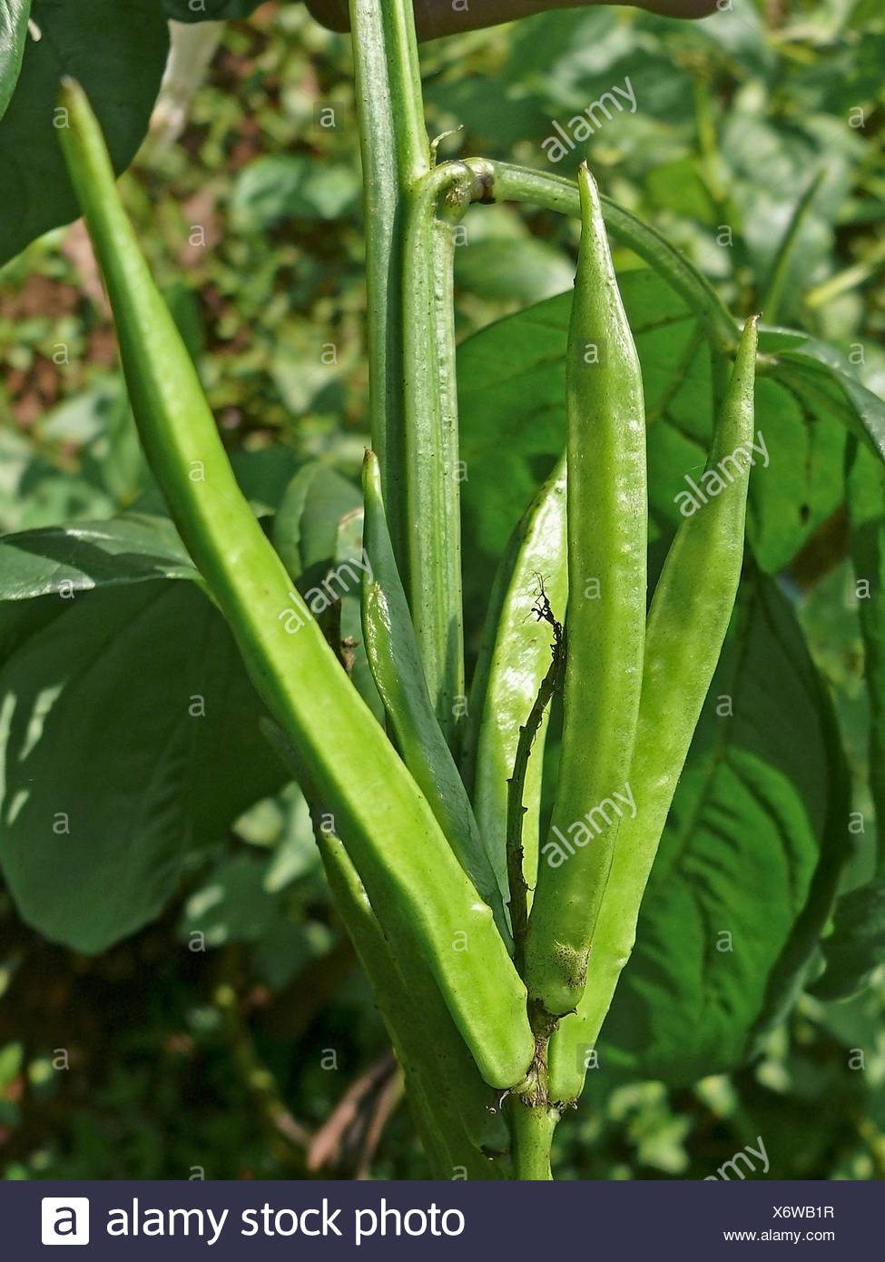 Guar High Resolution Stock Photography and Images - Alamy