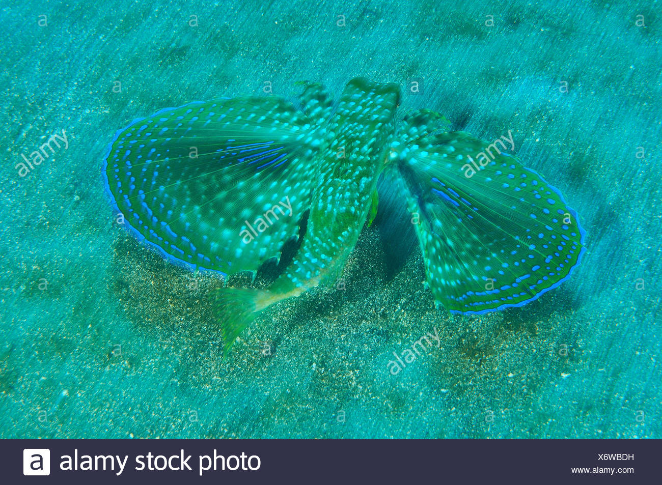 Flying Gurnard Fish High Resolution Stock Photography and Images - Alamy