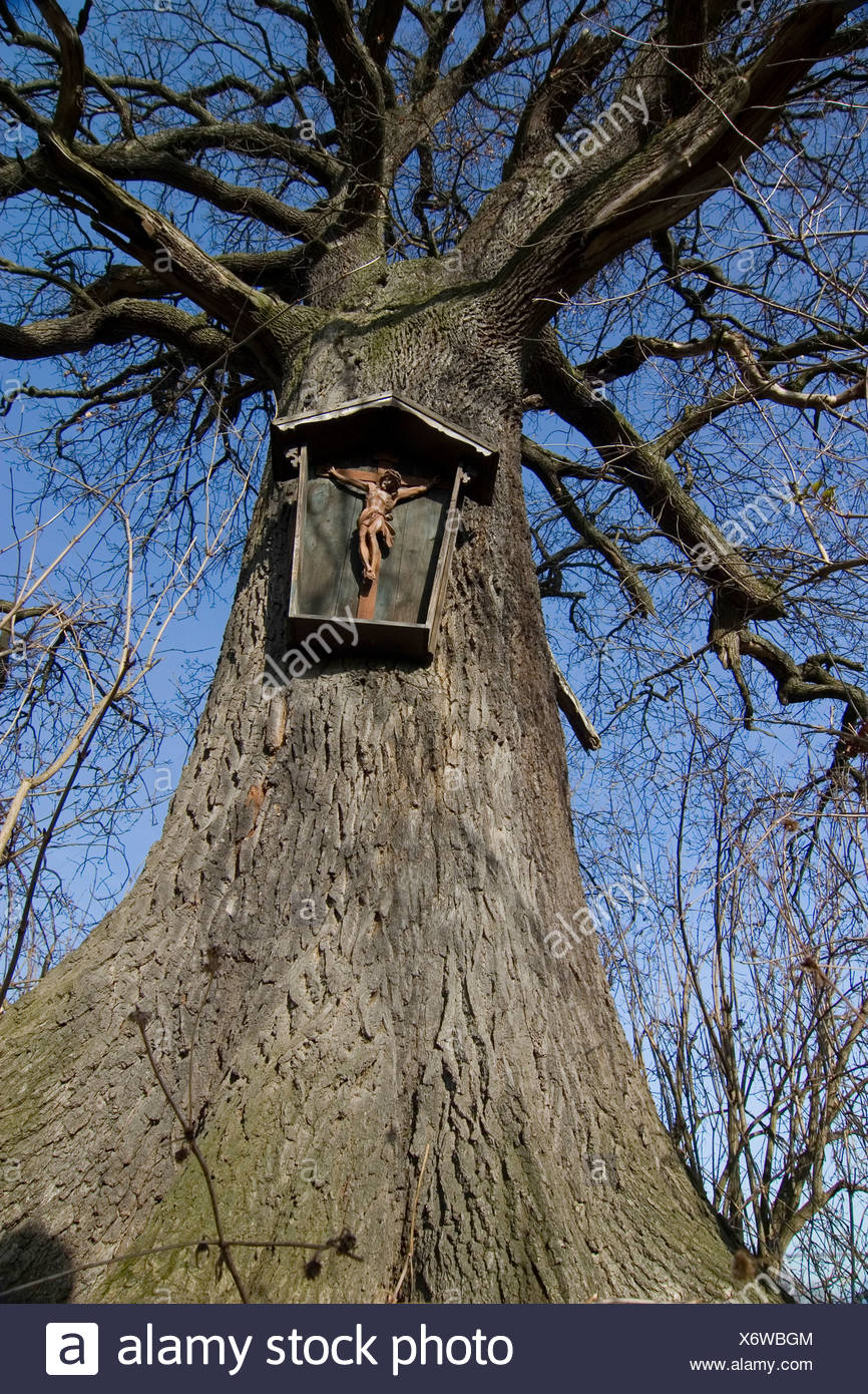 Sacred Oak Tree High Resolution Stock Photography and Images - Alamy