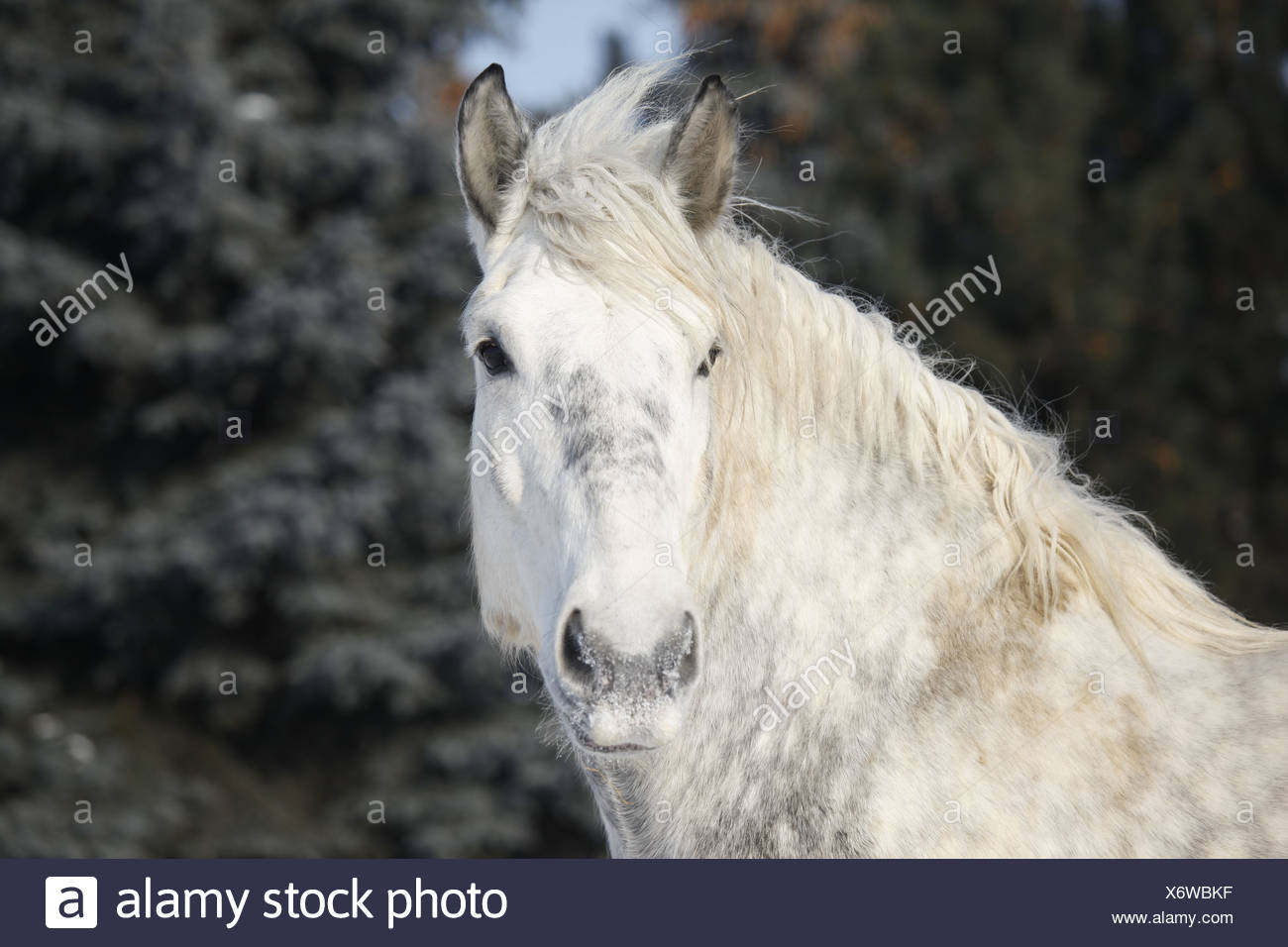 Percheron Horse Head Stock Photos & Percheron Horse Head Stock Images ...