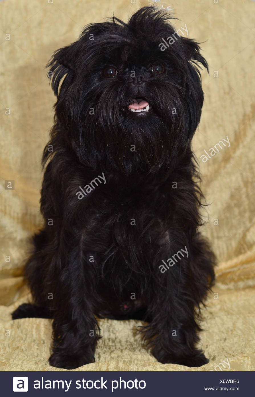 Affenpinscher Dog Stock Photos & Affenpinscher Dog Stock Images - Alamy