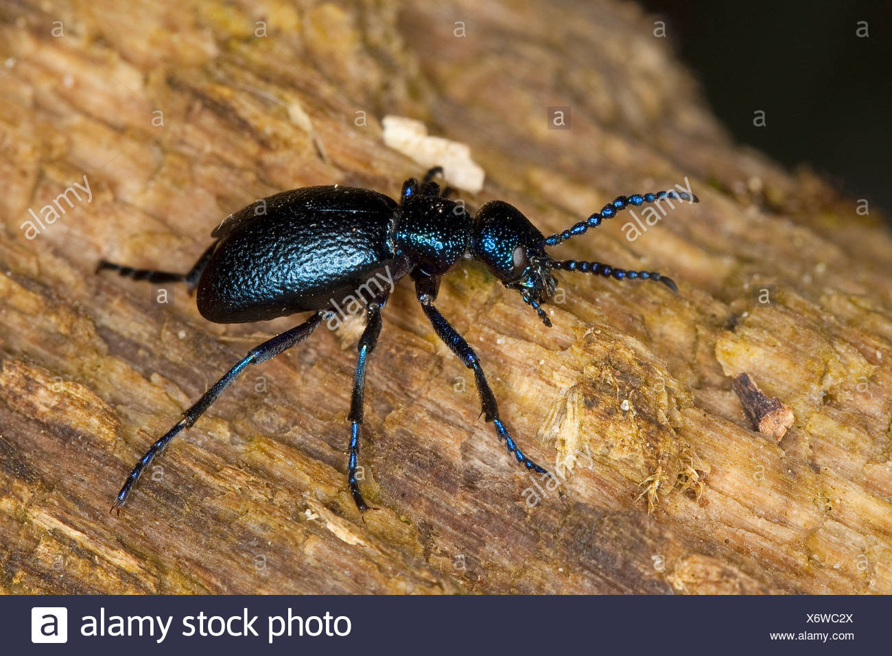 European Oil Beetle High Resolution Stock Photography and Images - Alamy