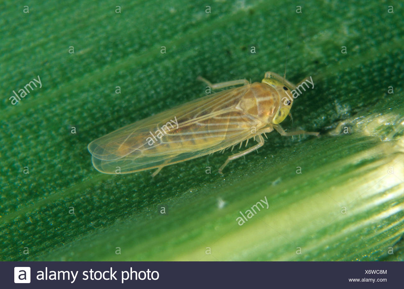 Jassidae High Resolution Stock Photography and Images - Alamy