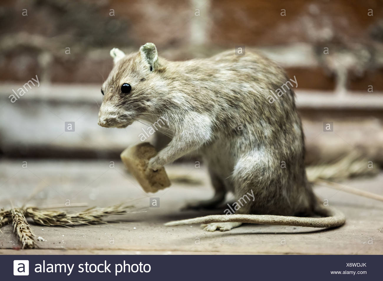 Black Domestic Pet Rat Standing High Resolution Stock Photography and ...