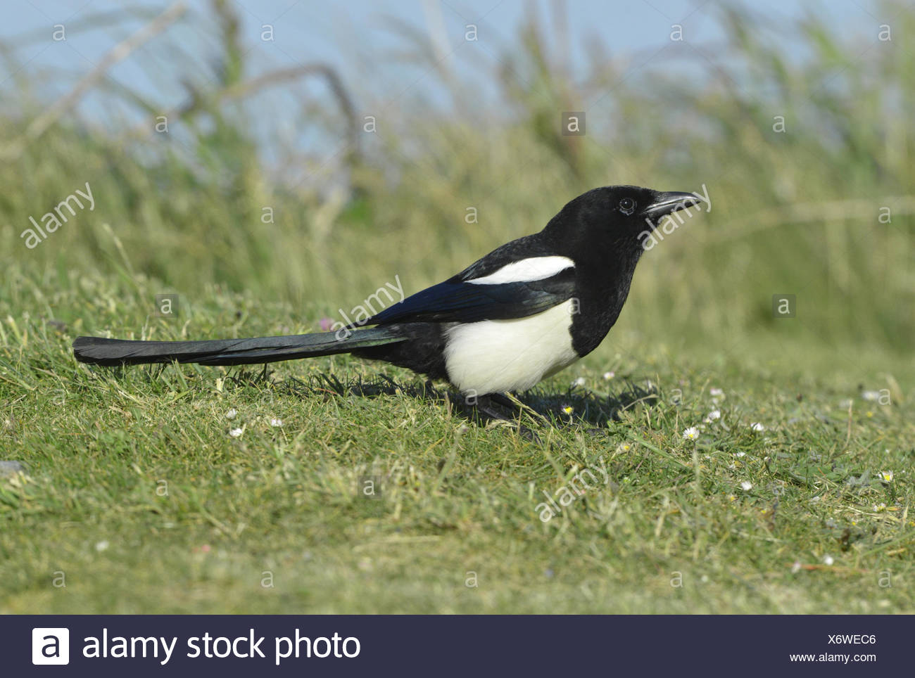 Long Tailed Magpie High Resolution Stock Photography and Images - Alamy