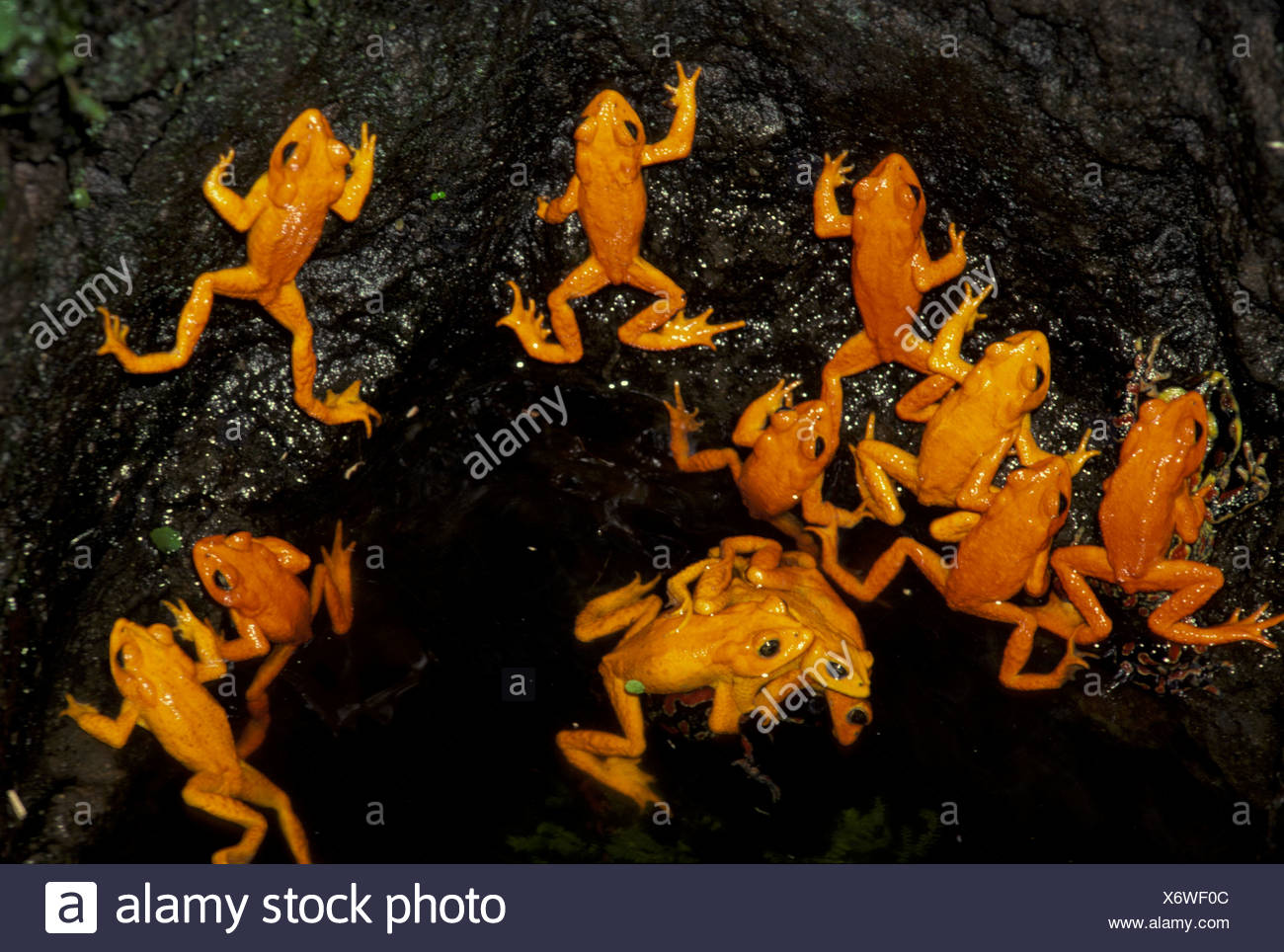 Golden Toad Stock Photos & Golden Toad Stock Images - Alamy