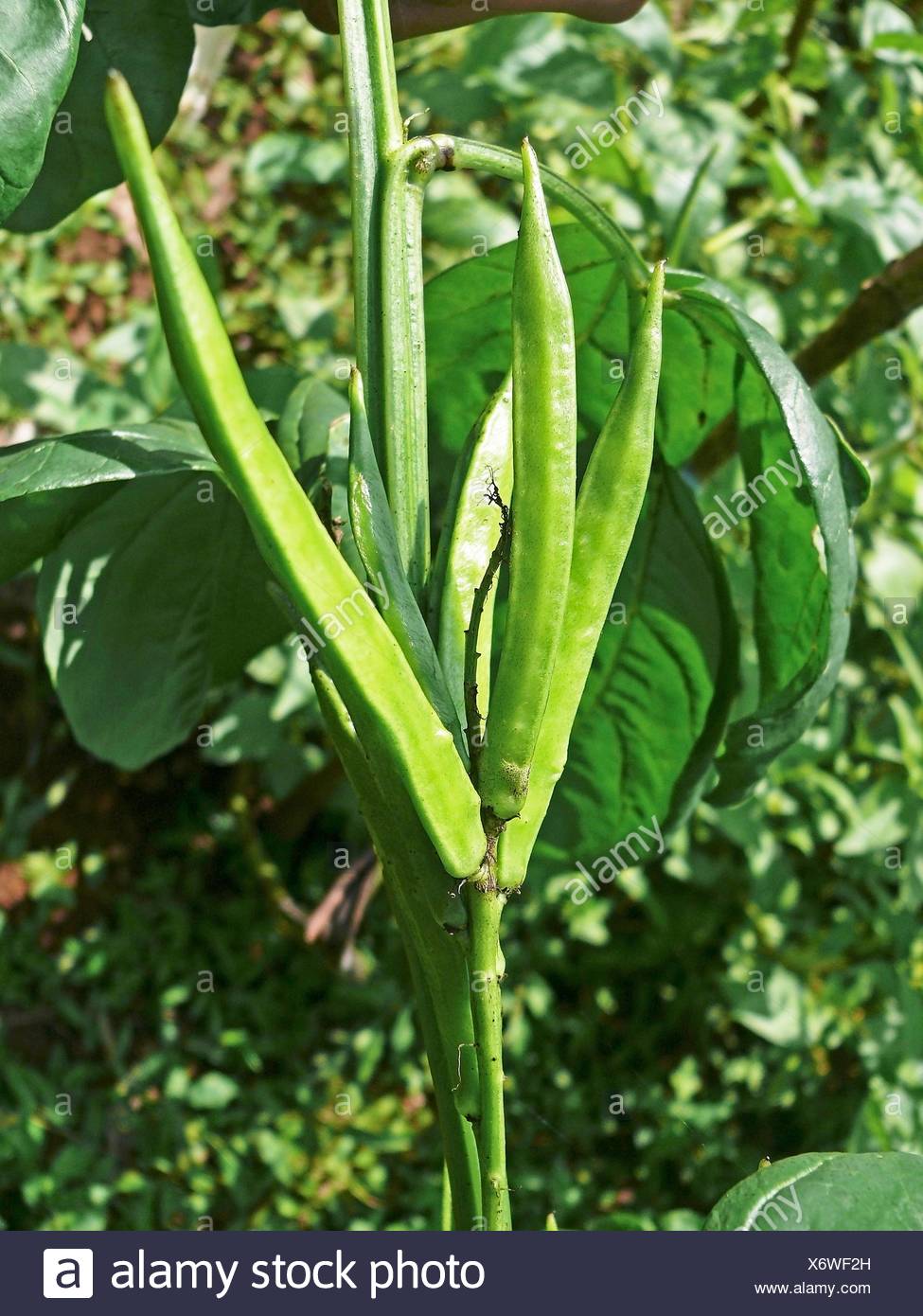 Cyamopsis Tetragonoloba High Resolution Stock Photography and Images ...