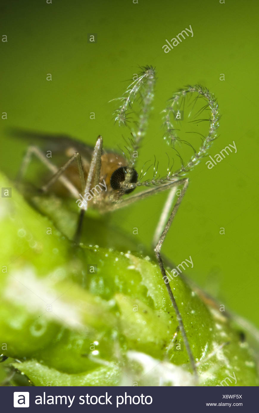 Aphid Predatory Midge Aphidoletes Aphidimyza High Resolution Stock ...