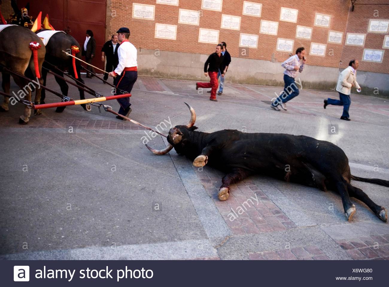 Dead Bull High Resolution Stock Photography and Images - Alamy