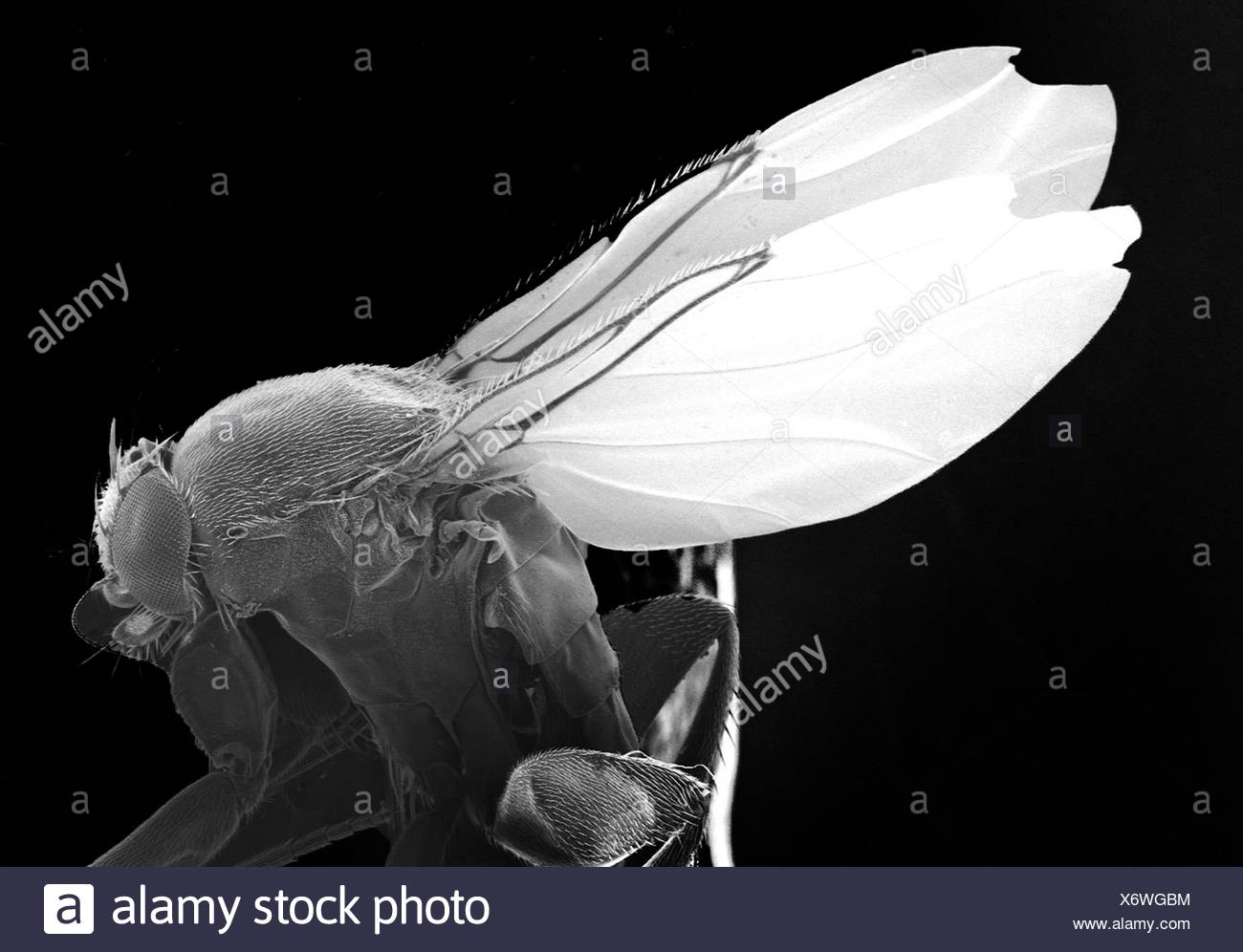 Fruit Fly Stock Photos & Fruit Fly Stock Images - Alamy
